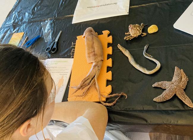 Episode 6 - Mysterious Sea Monsters | OSF Innovation